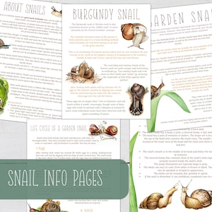 Snail Unit Study: Life Cycle, Anatomy, Homeschool Printable (instant ...