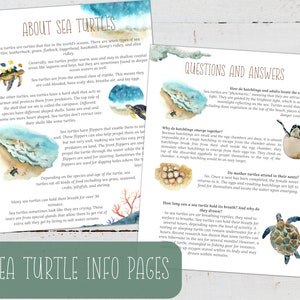 Sea Turtle Unit Study, Life Cycle, Anatomy, Nature Study, Science ...