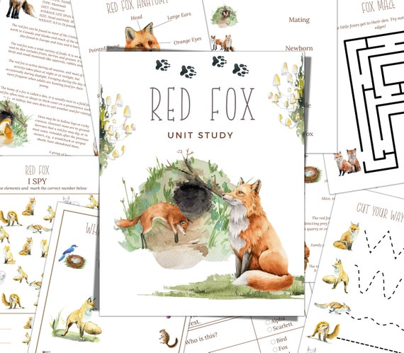 RED FOX Unit Study Life Cycle Anatomy Nature Study - Etsy
