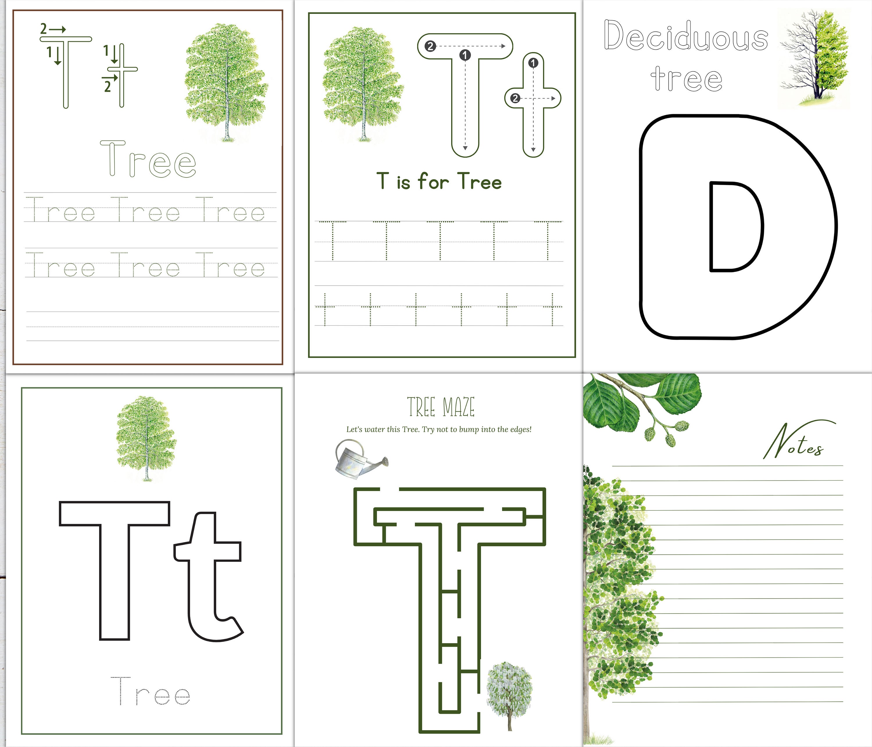 DECIDUOUS TREES Unit Study, Life Cycle, Anatomy, Nature Study, Science ...