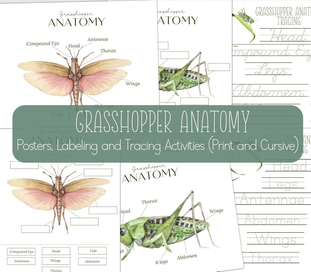GRASSHOPPER Anatomy, Posters + Labeling and Tracing Activities ...