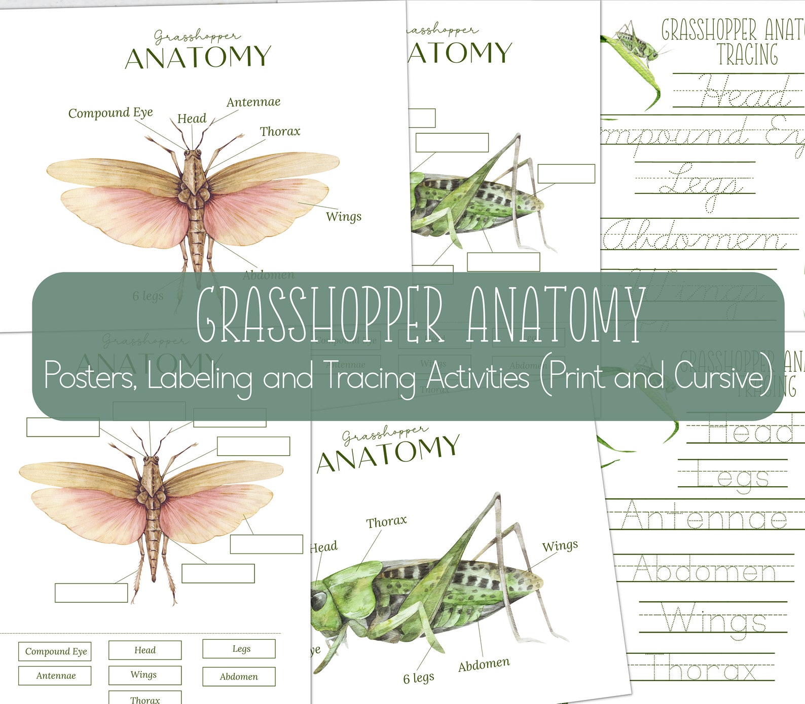 GRASSHOPPER Anatomy Posters Labeling and Tracing - Etsy