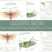 GRASSHOPPER Anatomy, Posters Labeling and Tracing Activities ...