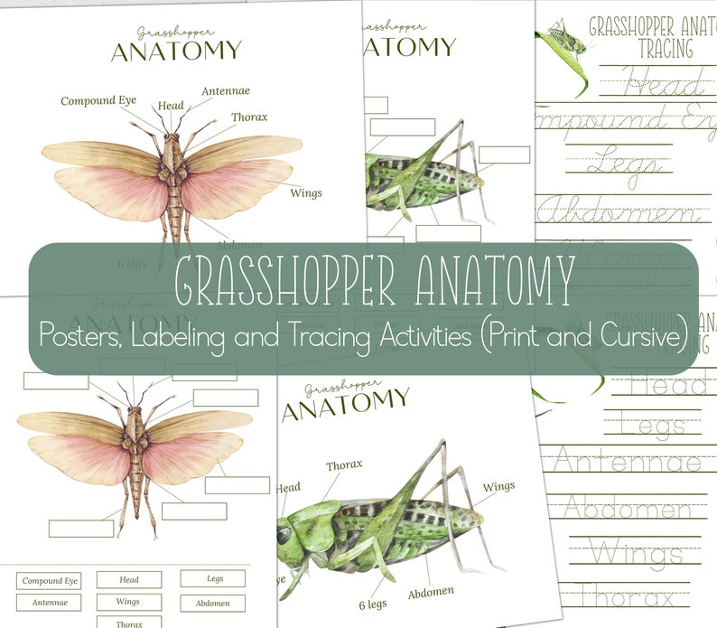 GRASSHOPPER Anatomy Posters Labeling and Tracing - Etsy