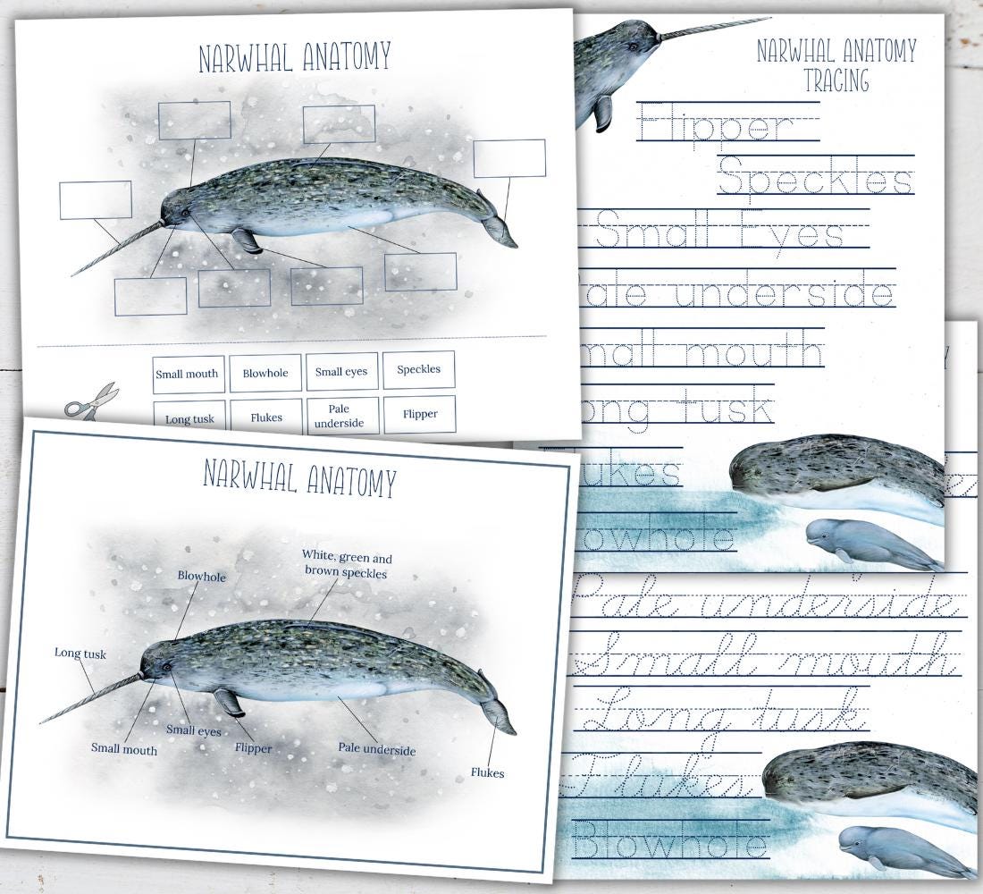Narwhal Unit Study: Life Cycle, Anatomy, Homeschool Printable (instant ...