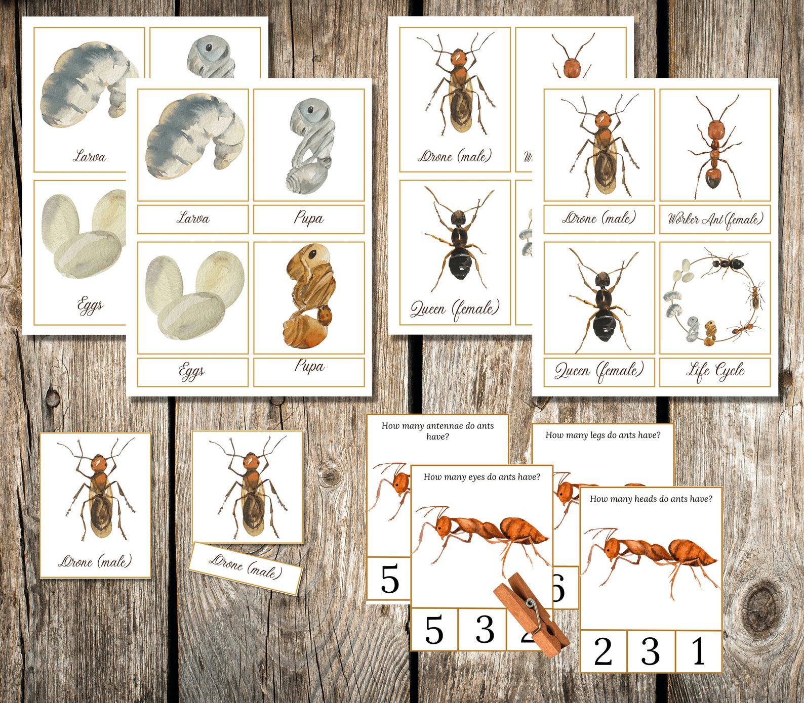 ANT Colony Unit Study Life Cycle Anatomy Nature Study - Etsy