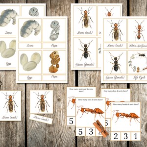 ANT Colony Unit Study Life Cycle Anatomy Nature Study | Etsy