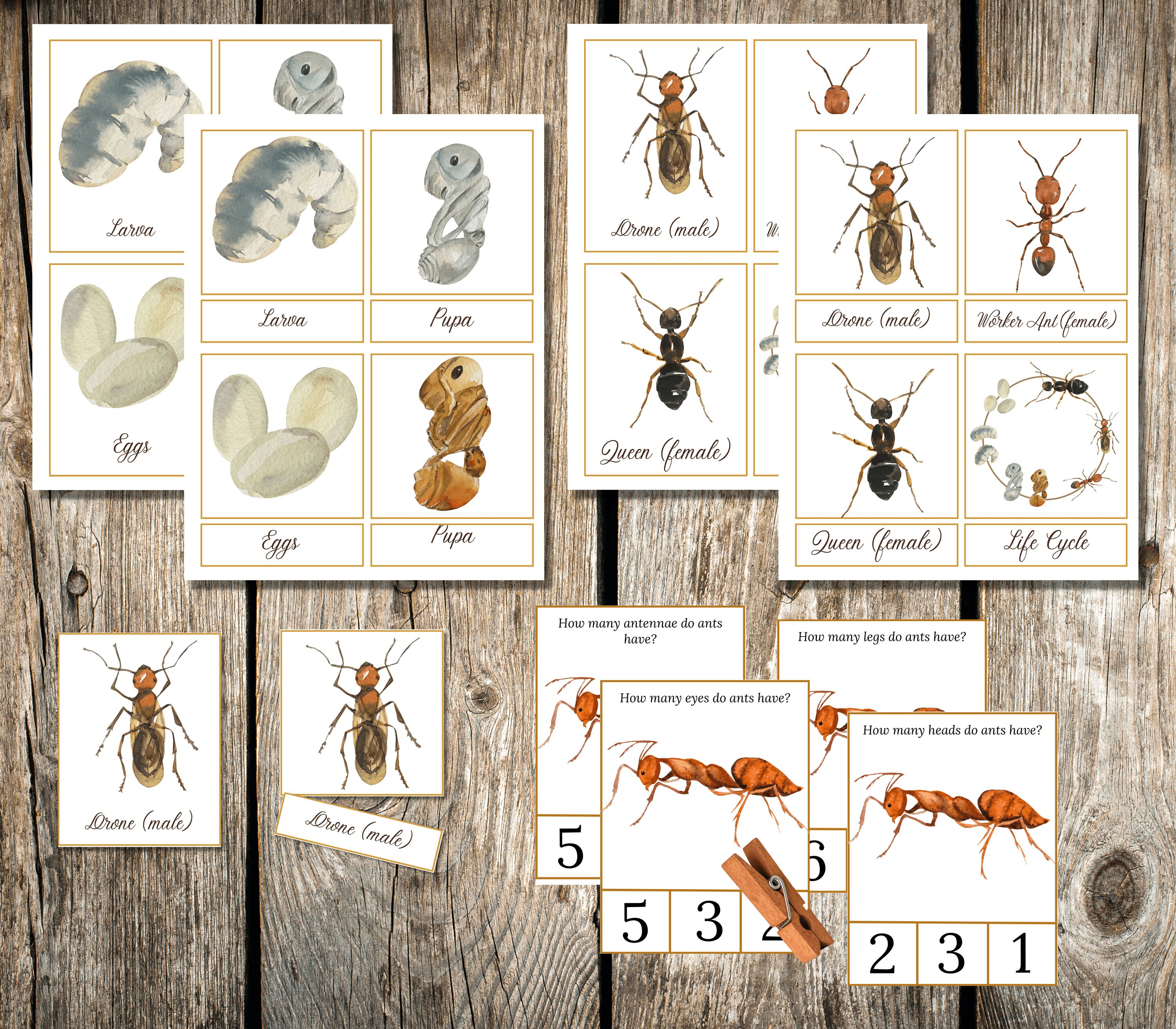 ANT Colony Unit Study Life Cycle Anatomy Nature Study - Etsy UK