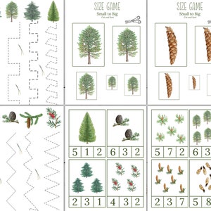 CONIFER TREE Unit Study, Life Cycle, Anatomy, Nature Study, Science ...