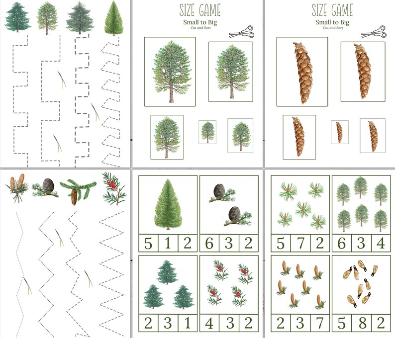 CONIFER TREE Unit Study, Life Cycle, Anatomy, Nature Study, Science ...
