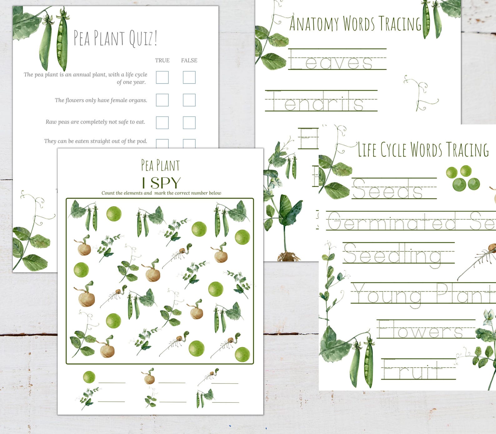 Pea Plant Unit Study: Life Cycle, Anatomy, Homeschool (instant Download ...
