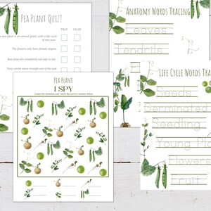 Pea Plant Unit Study: Life Cycle, Anatomy, Homeschool (instant Download ...