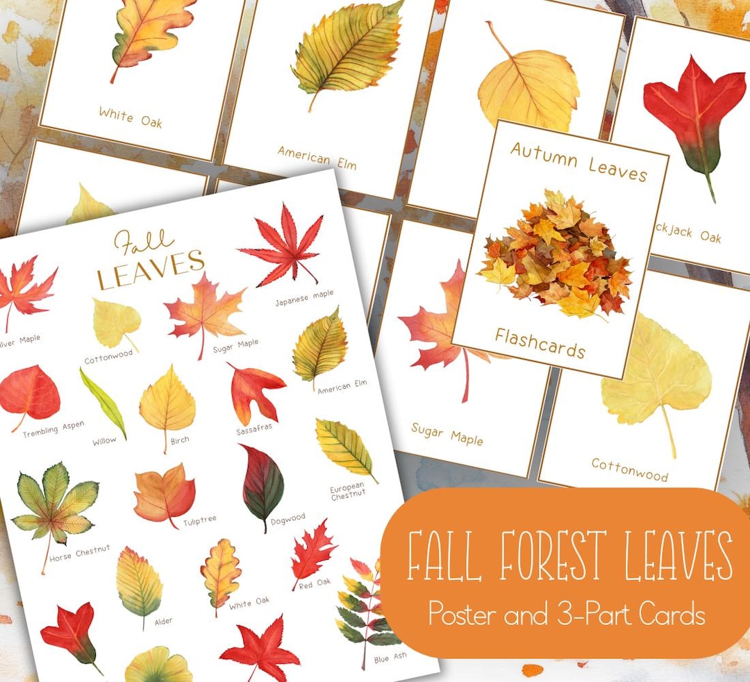 Autumn Leaves 3-part Montessori Cards & Mini Poster (digital Download ...