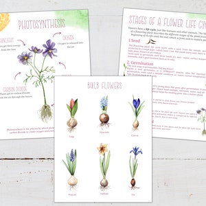 Flowers Mini Study Unit: Life Cycle & Anatomy (instant Download) - Etsy