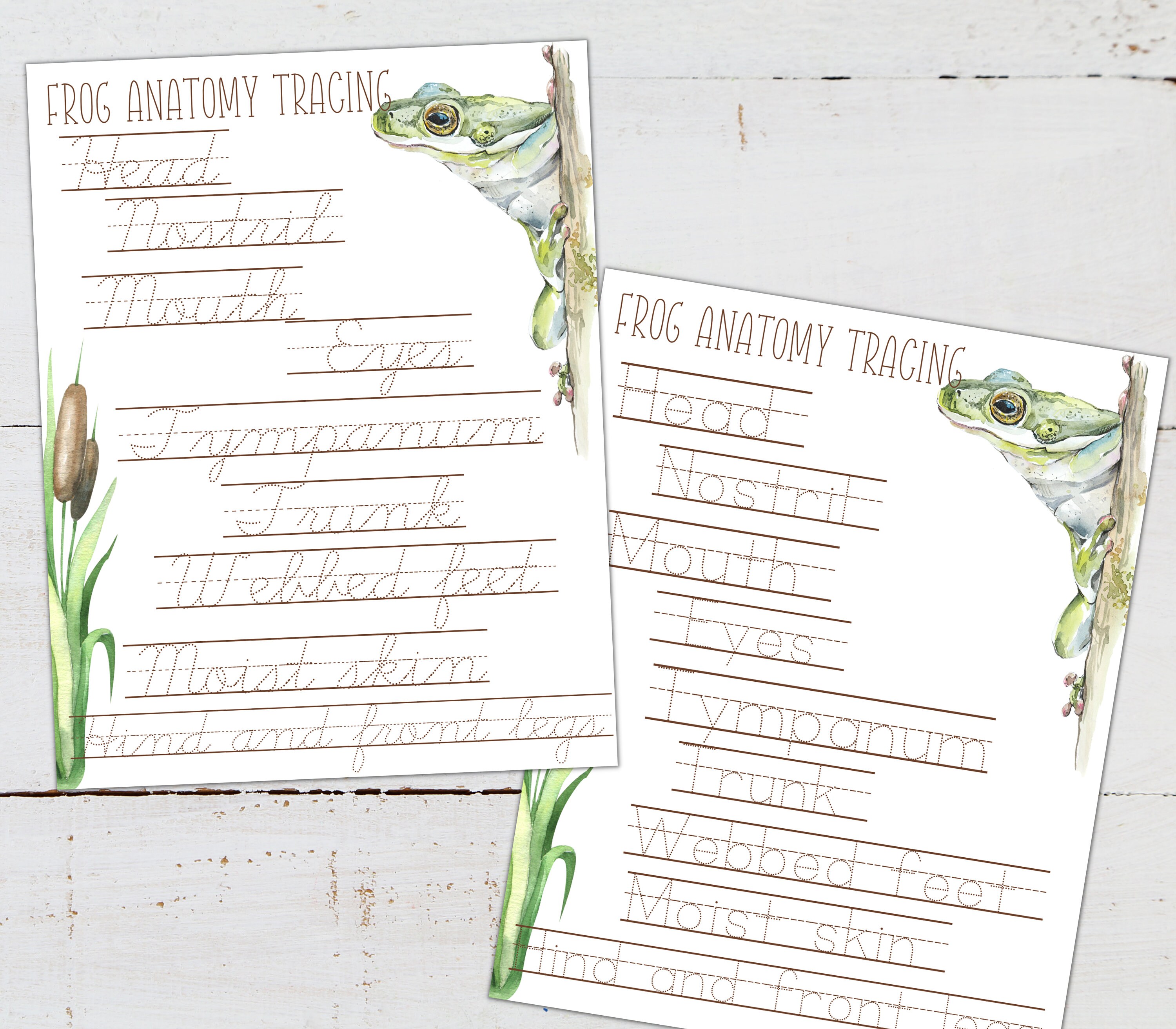 FROG Anatomy, Poster, Labeling Activity, Fact Cards and Tracing ...