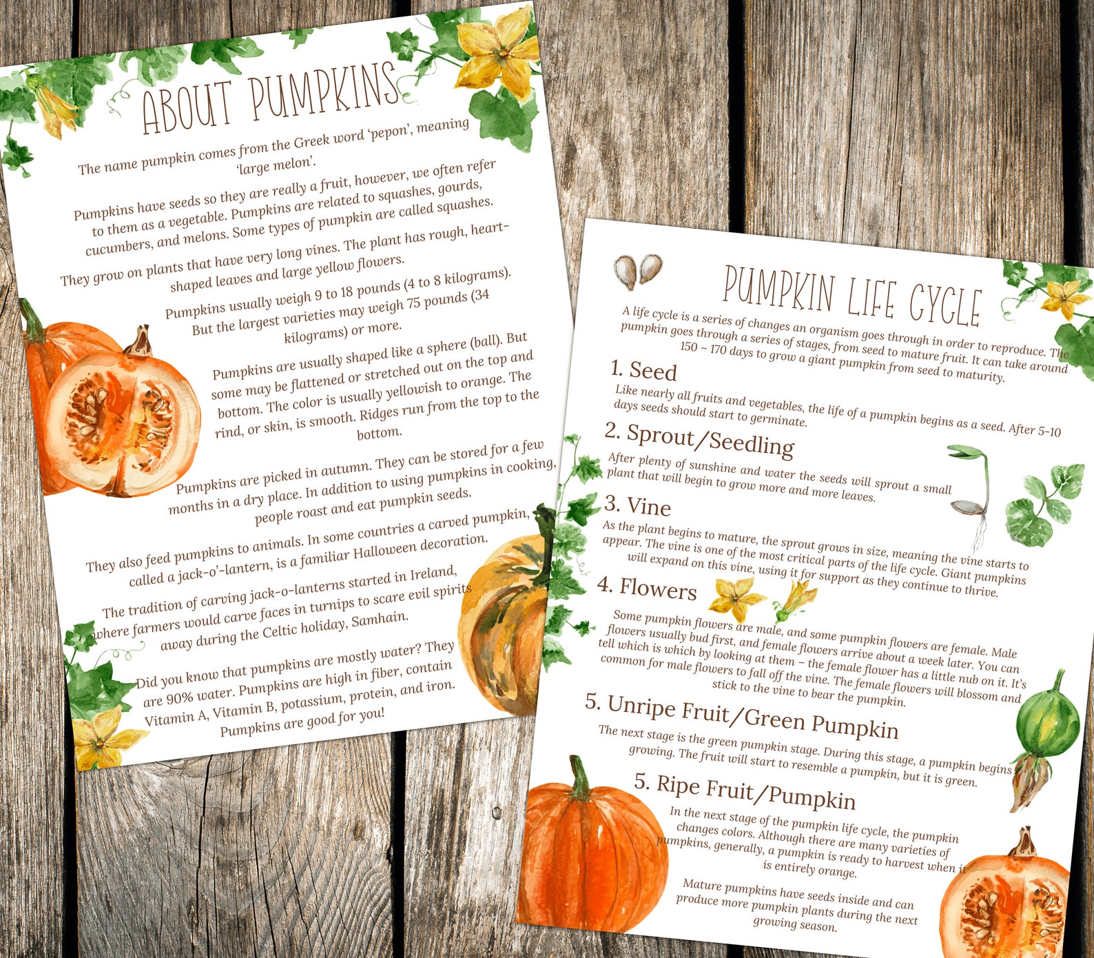 PUMPKIN Unit Study Life Cycle Anatomy Nature Study - Etsy