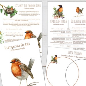 EUROPEAN ROBIN Unit Study, Life Cycle, Anatomy, Nature Study, Science ...