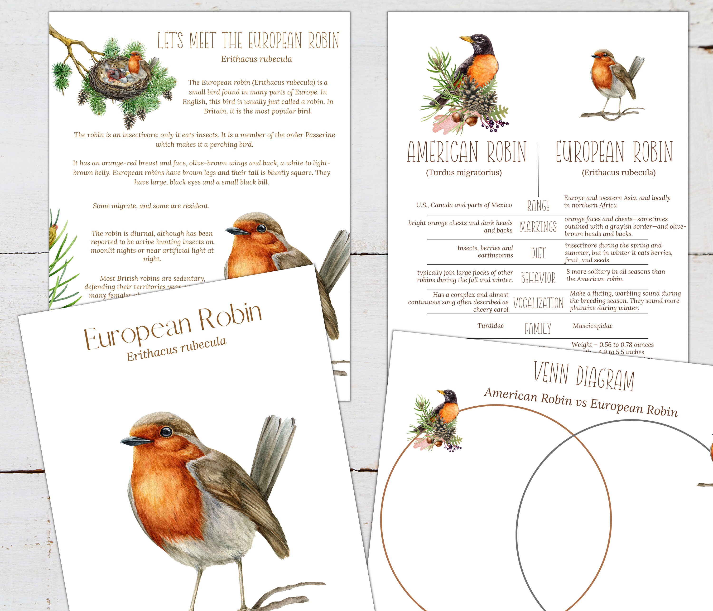 European Robin Unit Study: Homeschool Science Printable (instant ...
