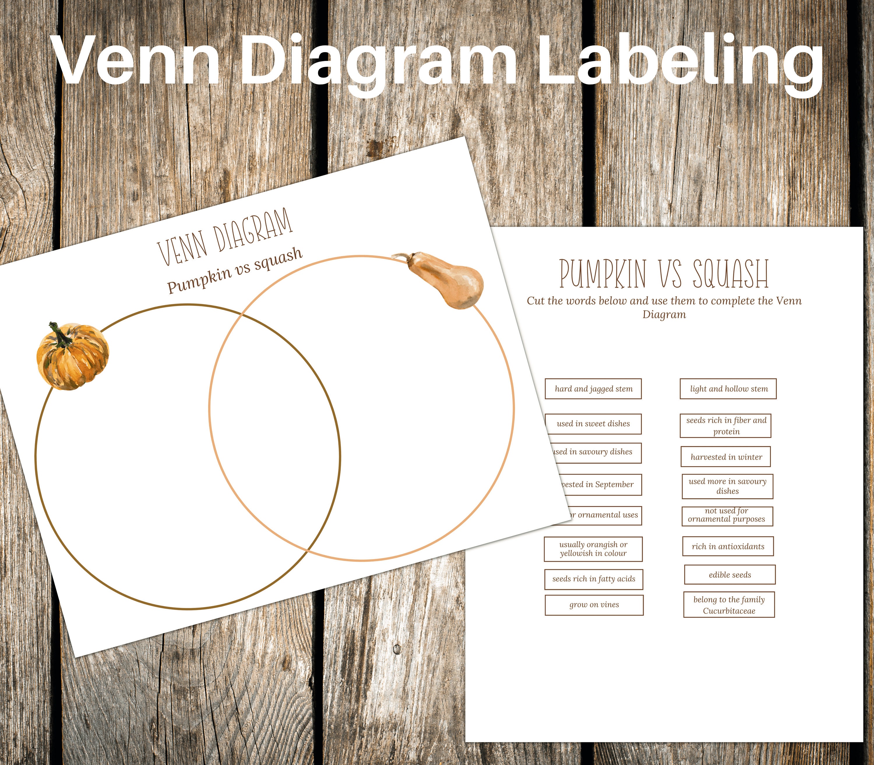 PUMPKIN Vs SQUASH Venn Diagram Activity Homeschool - Etsy