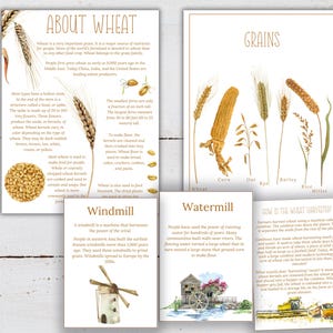 Wheat Unit Study: Life Cycle, Anatomy, Homeschool Printable (instant ...