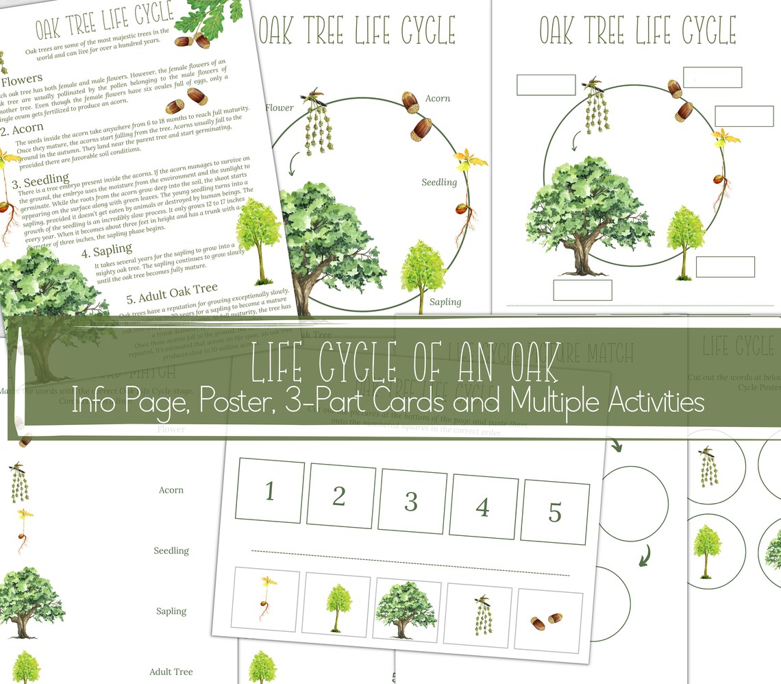 Trees Unit Study Bundle: Deciduous, Coniferous, Oak (instant Download ...