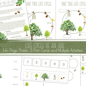 3 TREE UNITS BUNDLE, Deciduous Trees Unit, Coniferous Trees Unit, Oak ...