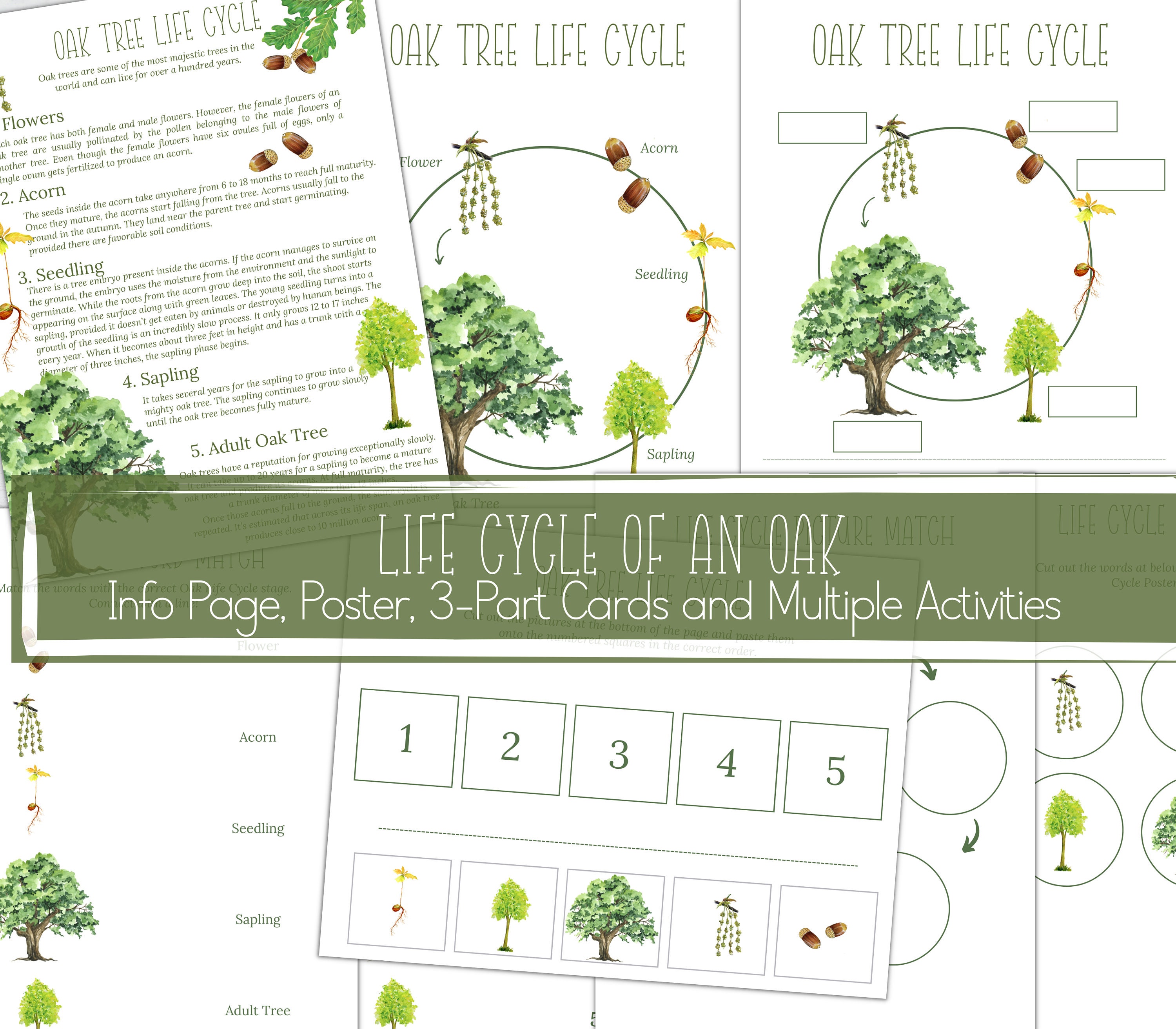 Trees Unit Study Bundle: Deciduous, Coniferous, Oak (instant Download ...