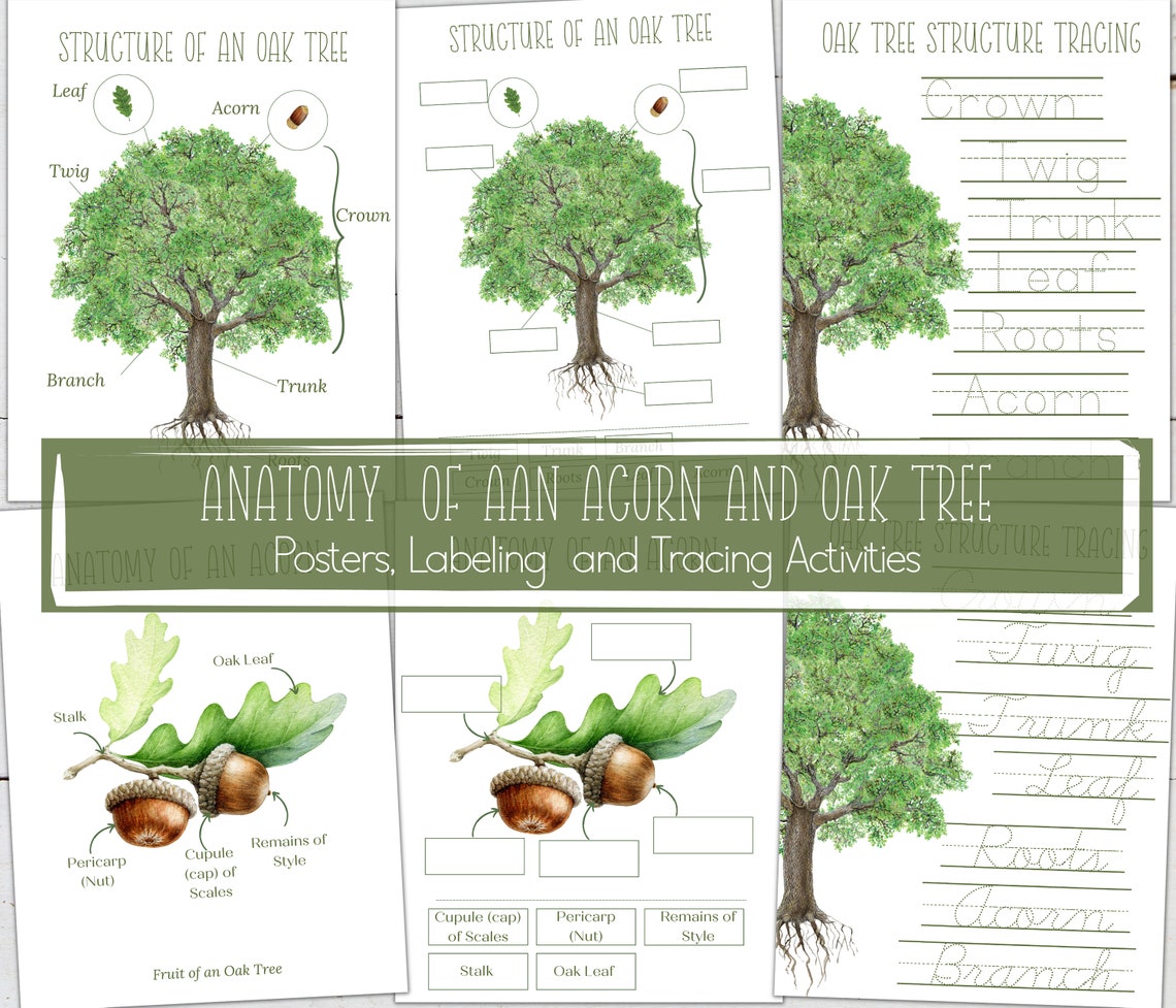OAK Unit Study, Life Cycle, Anatomy, Nature Study, Science, Handwriting ...