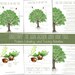 OAK Unit Study, Life Cycle, Anatomy, Nature Study, Science, Handwriting ...