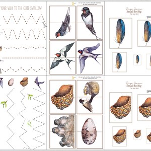 Swallow Unit Study: Homeschool Science, Anatomy & Life Cycle (instant ...