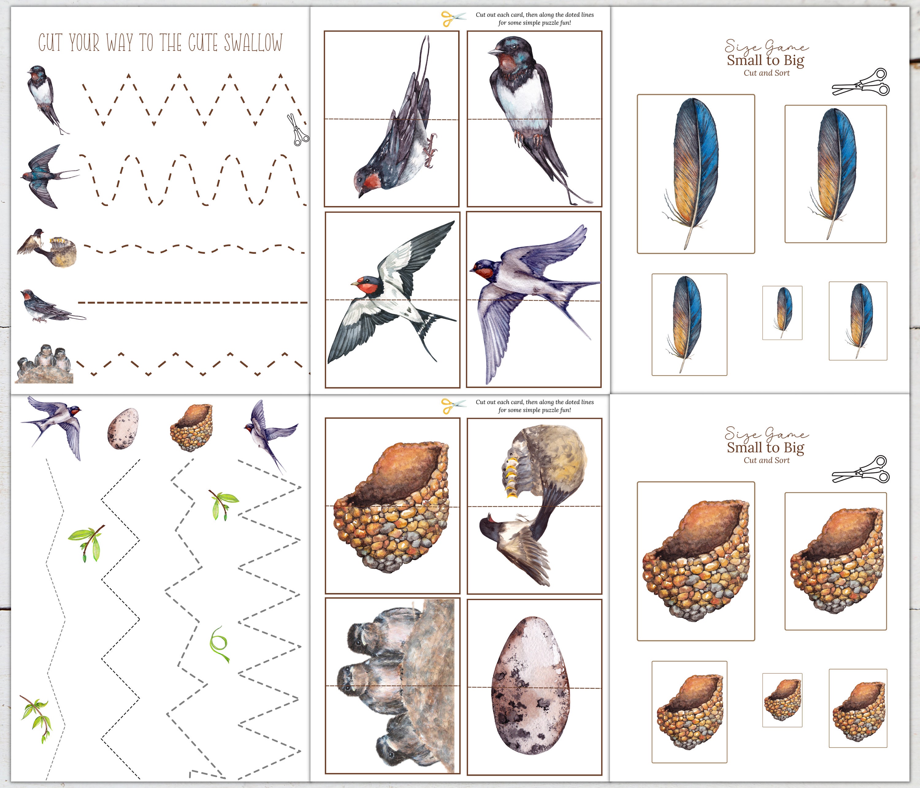 Swallow Unit Study: Homeschool Science, Anatomy & Life Cycle (instant ...