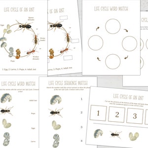 ANT Colony Unit Study, Life Cycle, Anatomy, Nature Study, Science ...