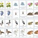 POND ECOSYSTEM Mini Poster, Fact Cards and 3 Part Cards, Nature ...
