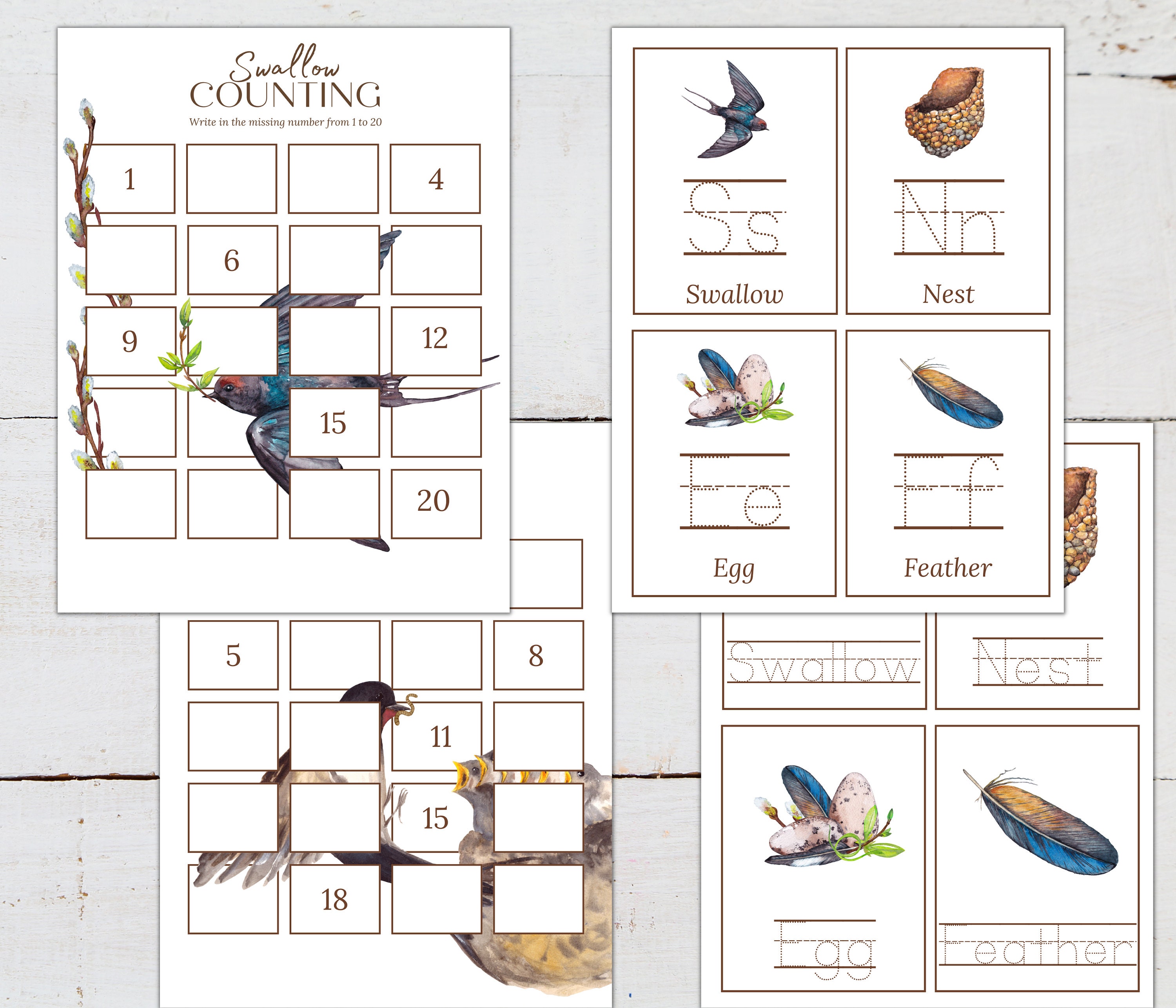 Swallow Unit Study: Homeschool Science, Anatomy & Life Cycle (instant ...