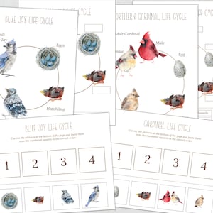 WINTER BIRDS Unit Study, Nature Study, Science, Handwriting, Homeschool ...