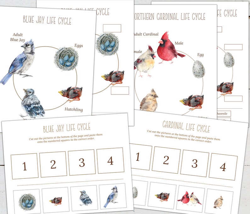 WINTER BIRDS Unit Study, Nature Study, Science, Handwriting, Homeschool ...