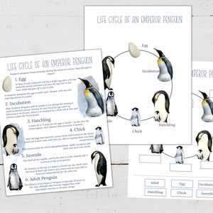 PENGUIN Life Cycle, Nature Study, Homeschool Printable, Instant ...