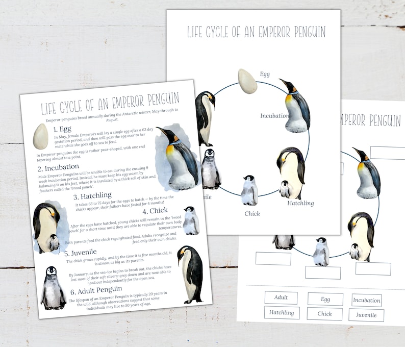 PENGUIN Life Cycle, Nature Study, Homeschool Printable, Instant ...