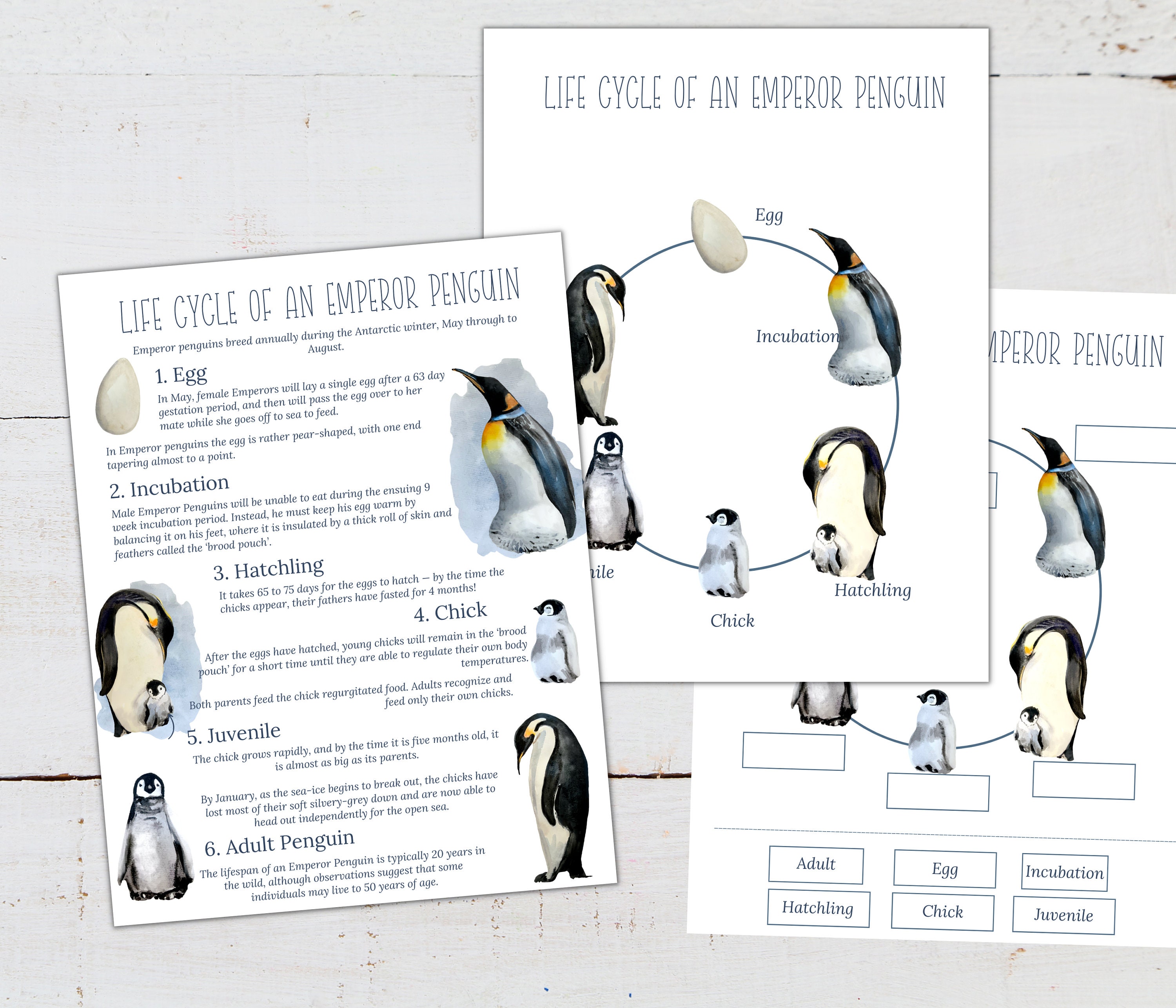 PENGUIN Life Cycle, Nature Study, Homeschool Printable, Instant ...
