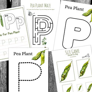 PEA Plant Unit Study, Life Cycle, Anatomy, Nature Study, Science ...
