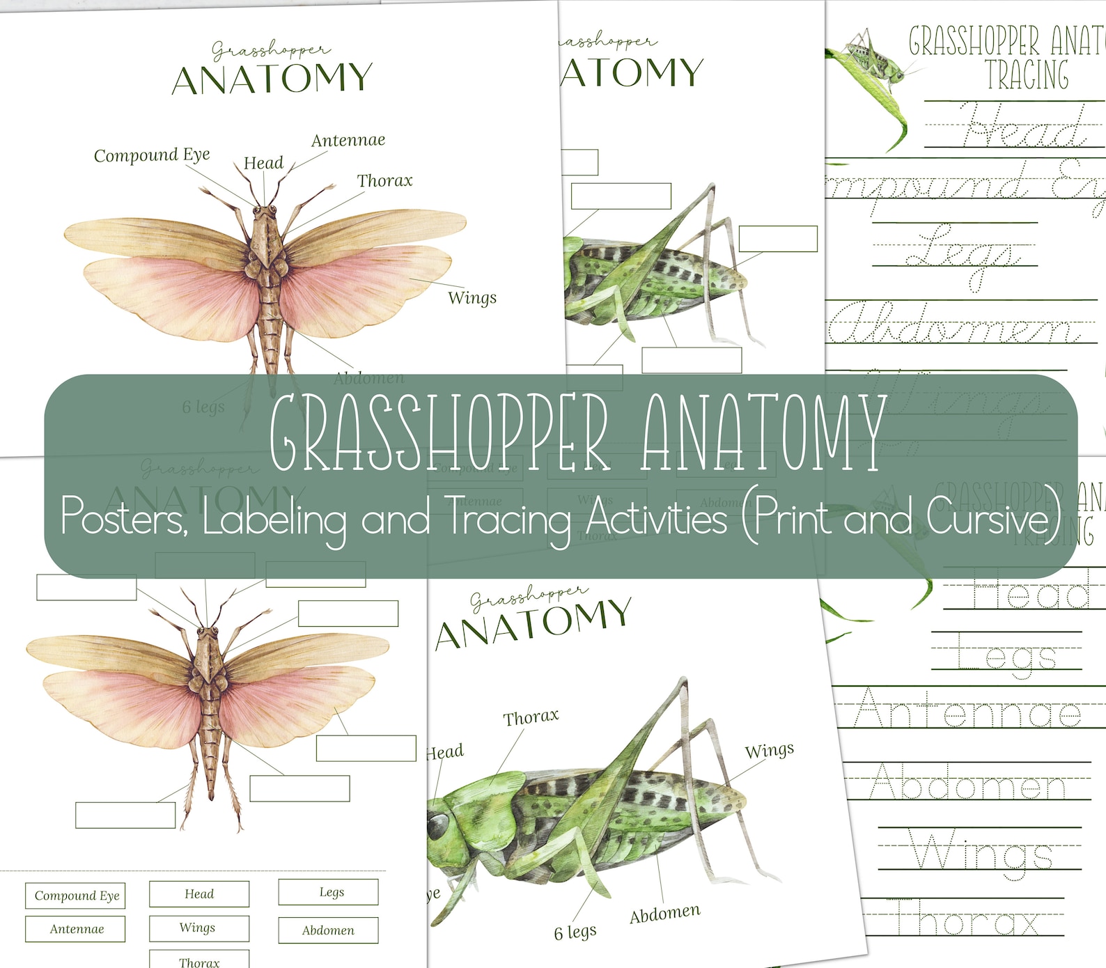 GRASSHOPPER Unit Study Life Cycle Anatomy Nature Study - Etsy