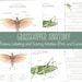 GRASSHOPPER Unit Study, Life Cycle, Anatomy, Nature Study, Science ...