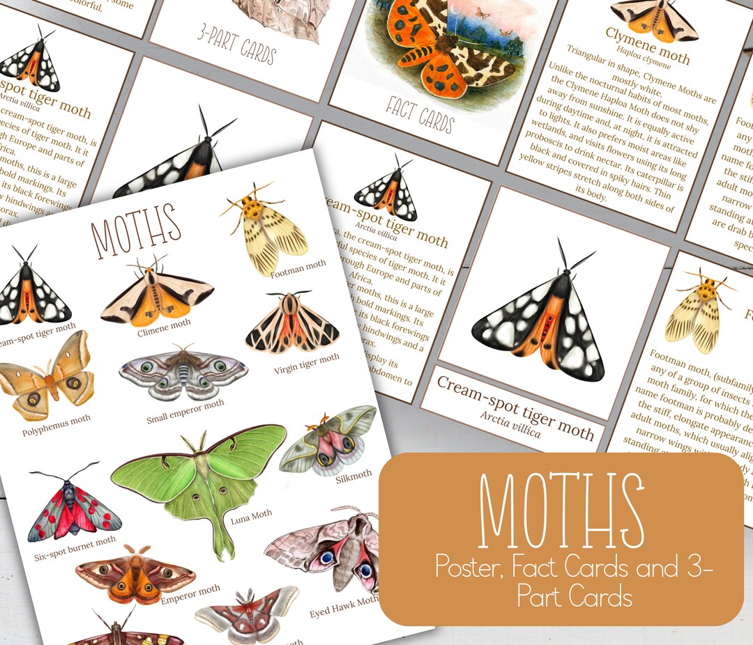 MOTH SPECIES Fact Cards, 3 Part Cards and Mini Poster, Nature, Digital ...