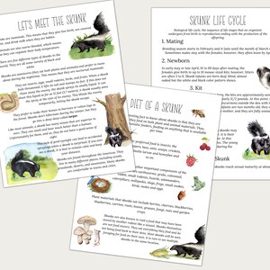 SKUNK Unit Study Life Cycle Anatomy Nature Study Science - Etsy