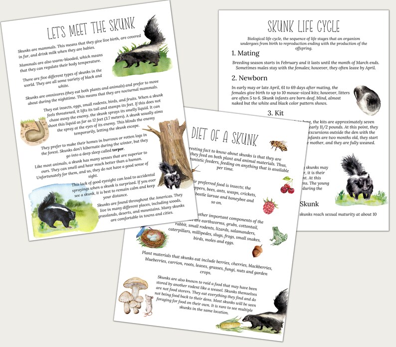 SKUNK Unit Study Life Cycle Anatomy Nature Study Science - Etsy