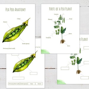 Pea Plant Unit Study: Life Cycle, Anatomy, Homeschool (instant Download ...