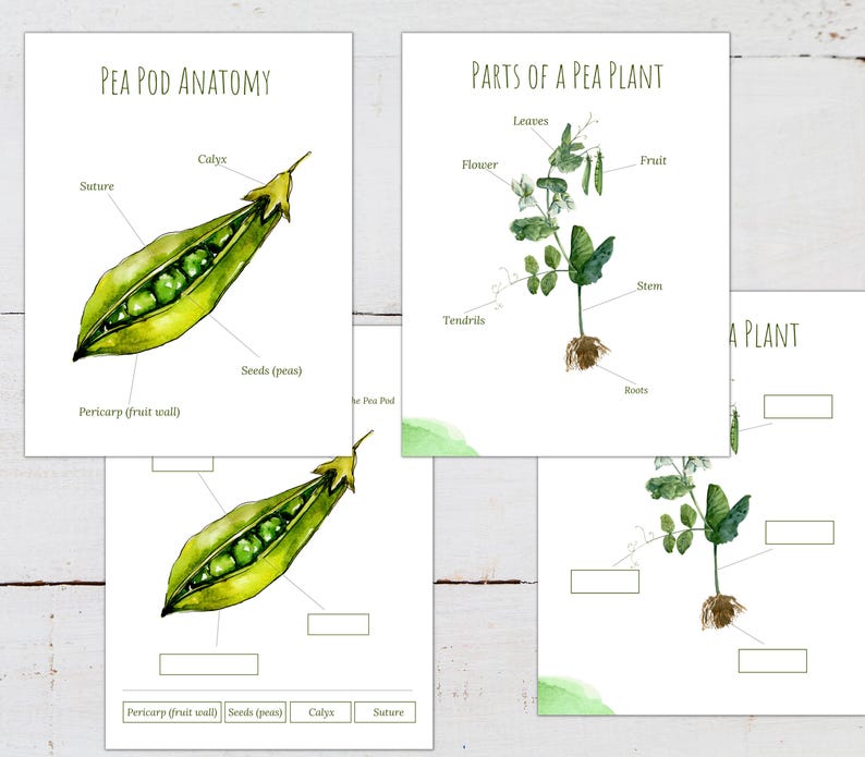 Pea Plant Unit Study: Life Cycle, Anatomy, Homeschool (instant Download ...