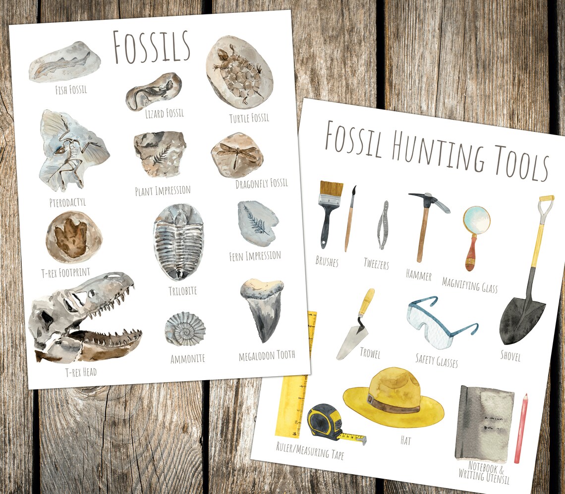 FOSSILS Unit Study Anatomy Nature Study Science - Etsy