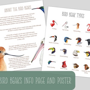 BIRD BEAKS Unit Study, Nature Study, Science, Handwriting, Homeschool ...