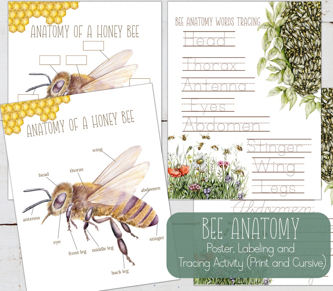 Bee Anatomy, Poster and Labeling Activity, Homeschool, Instant DOWNLOAD ...